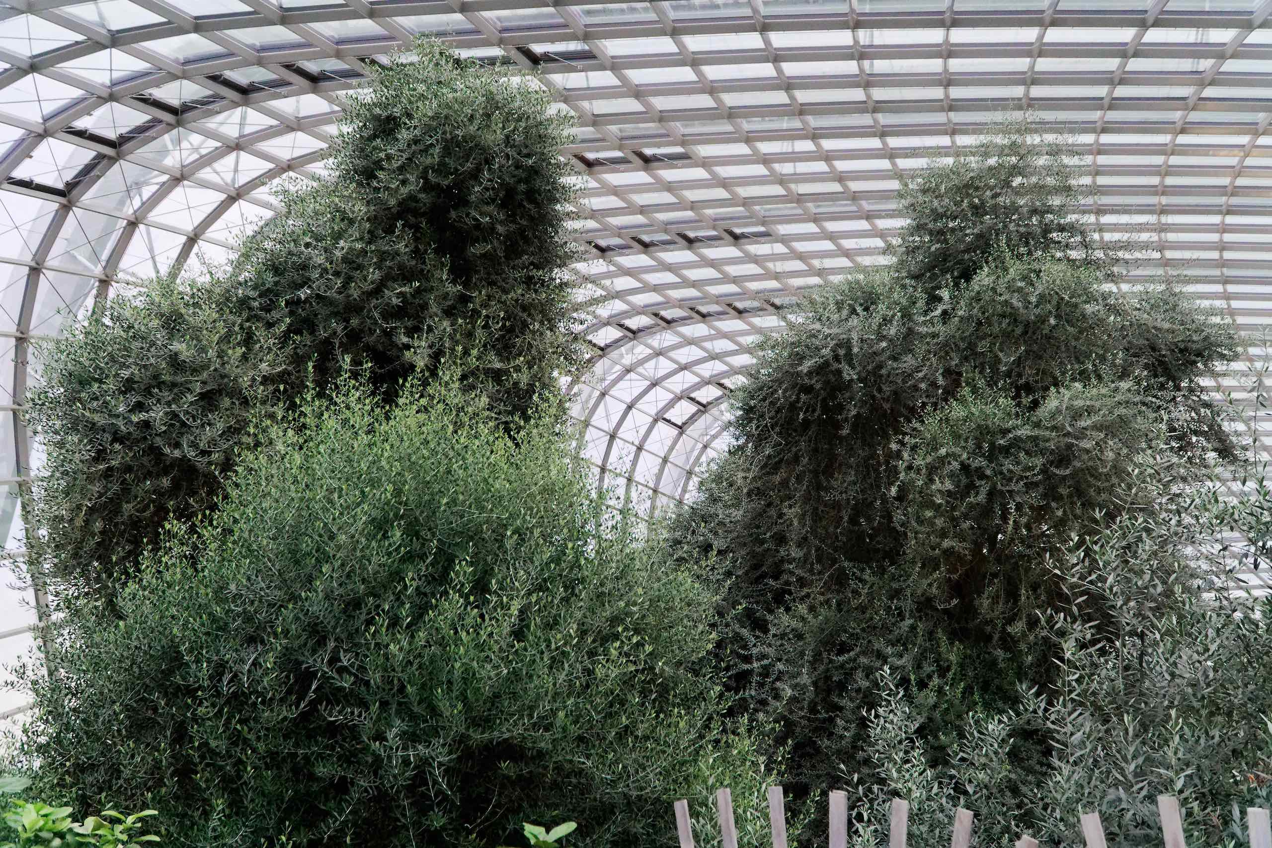 travelens | Day 3: Flower Dome (Continental Gardens)