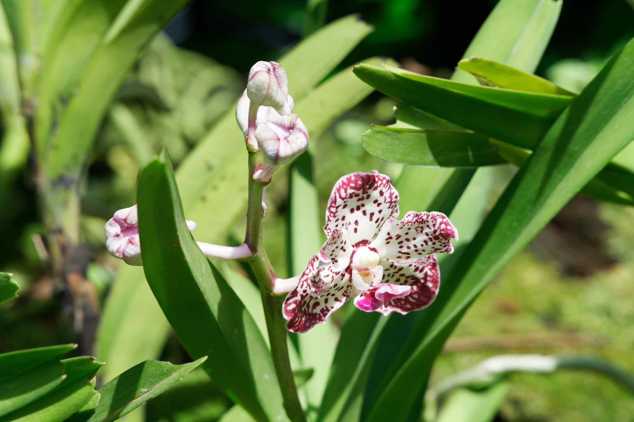 travelens | Day 3: Botanic Gardens